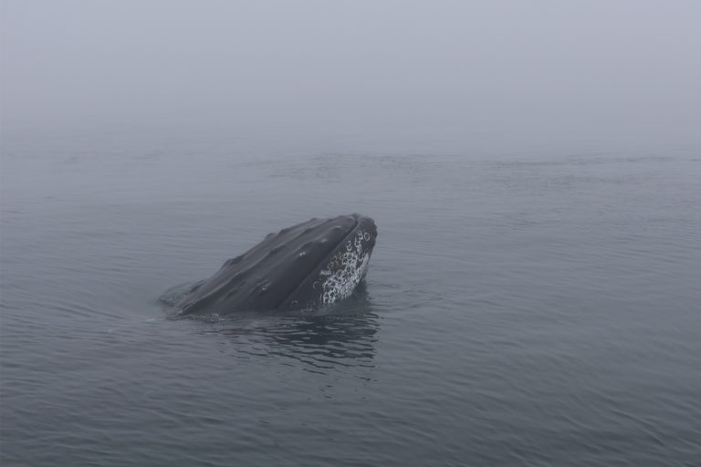 Hawley Dunbar | Sidewalk Hustle